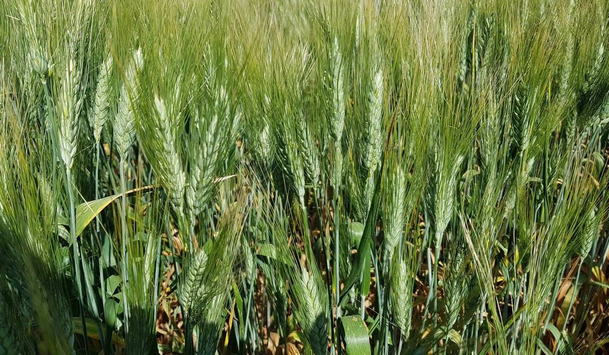 UNA NUOVA VARIETA' DI FRUMENTO DURO A BASSO GLUTINE: SANGIORGIO